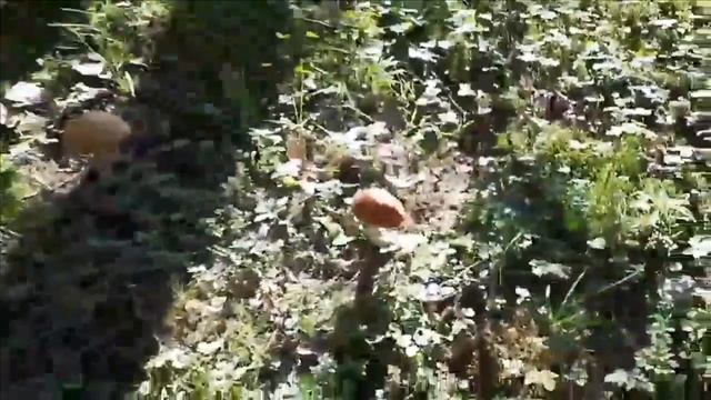 Сбор грибов. Шашлык вечерний. Уж. Грибы в огороде.