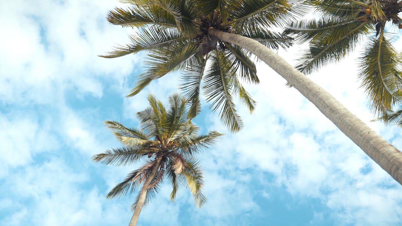 Palm trees, Relaxmusic, landscapes, footage, ULTRAHD / 4K,  Релакс музыка, пейзажи, пальмы, футажи