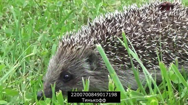 Вы постоянно шутите| разговоры с коллекторами