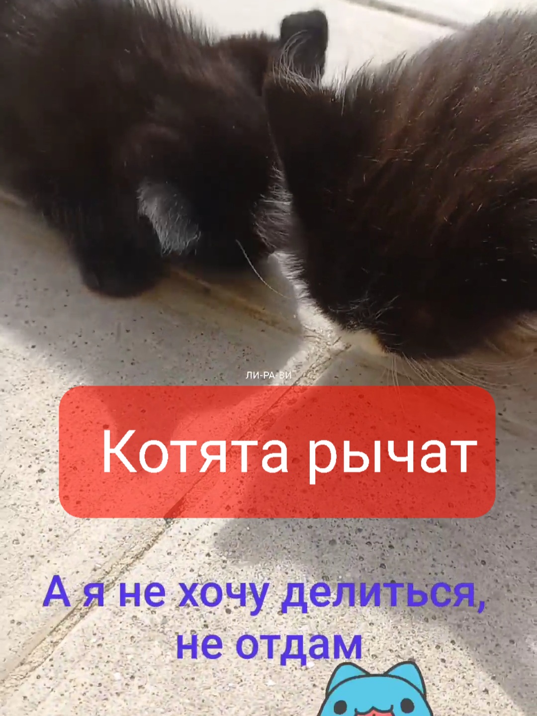Котята рычат.