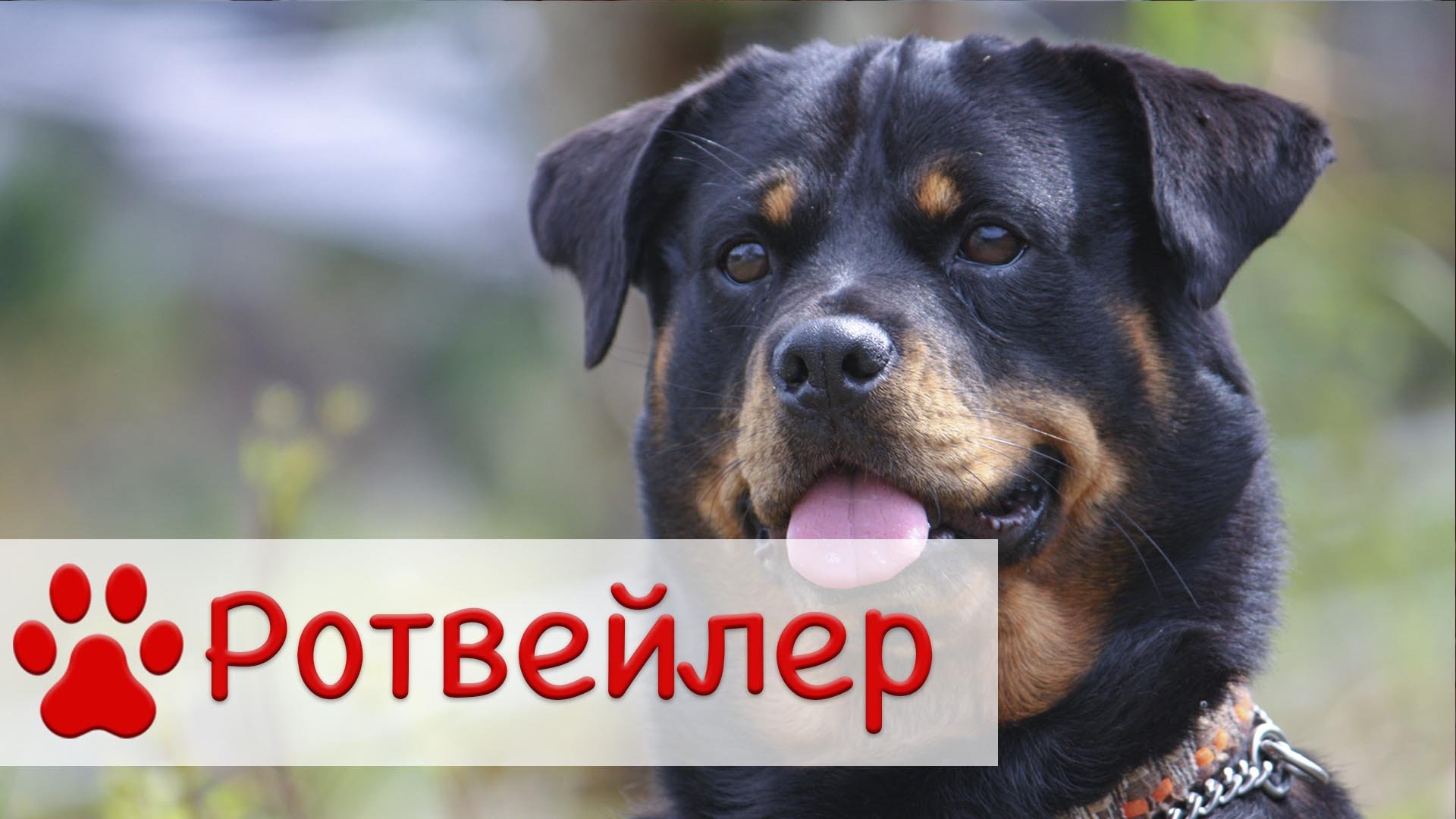 Ротвейлер | Характер, воспитание, содержание