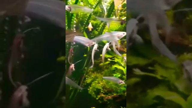 Танцующие рыбы. Александра Миркушова