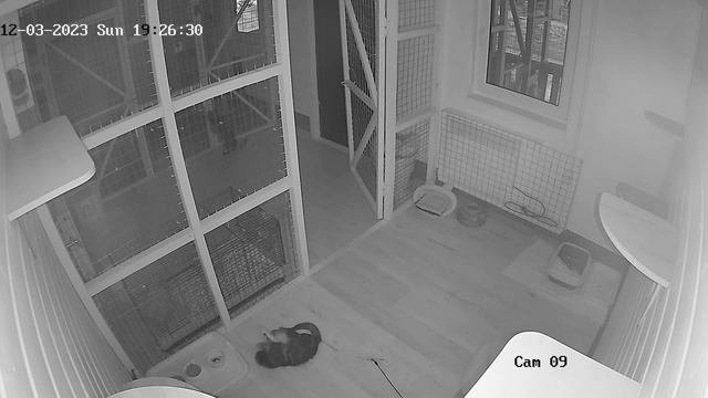 Камера в котодоме