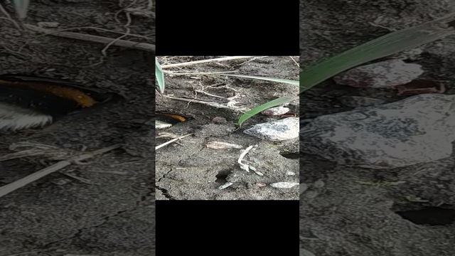 Шмель роет норку 2024-05-09