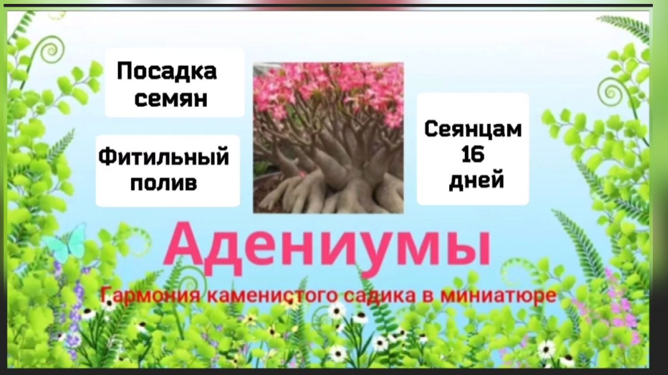 Адениумы.Посадка семян.Фитильный полив.
