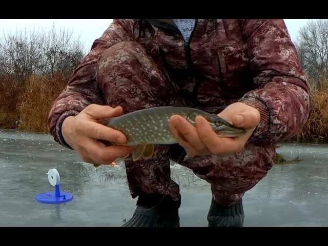 Ловля ЩУКИ НА ЖЕРЛИЦЫ. Сезон 2020-2021