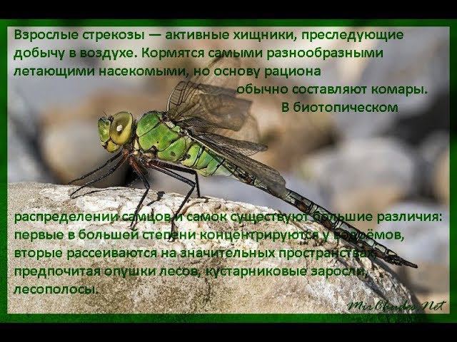 Метаморфоз стрекозы/ Превращение личинки во взрослое насекомое