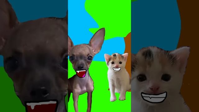 Недели котёнок Shorts (16)