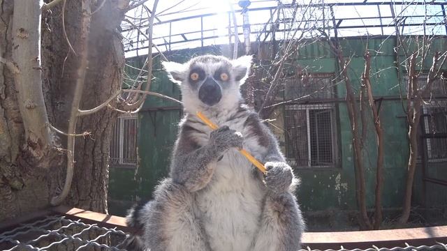 Крымская Одиссея | Часть 11 | Парк Львов Тайган и встреча с Человеко-Львом | Автопутешествие | 2021