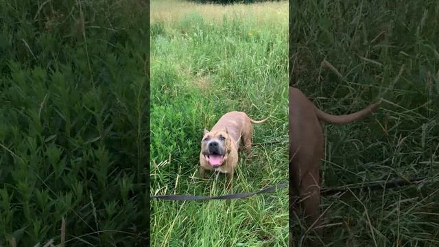 Невероятный #Сонет_шарик  ❤️