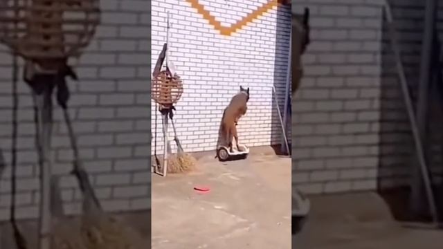 Смешные Животные #Shorts