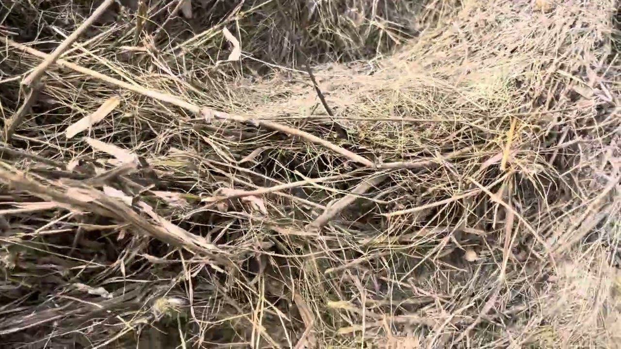 ХорошееVSплохое сено. Ну а вдруг у вас морсвинка или зая?