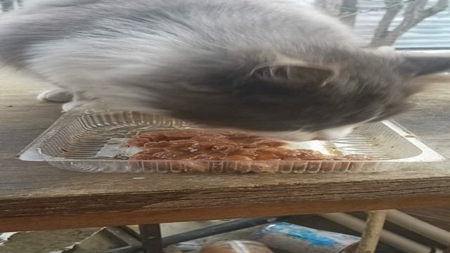 все хотят есть