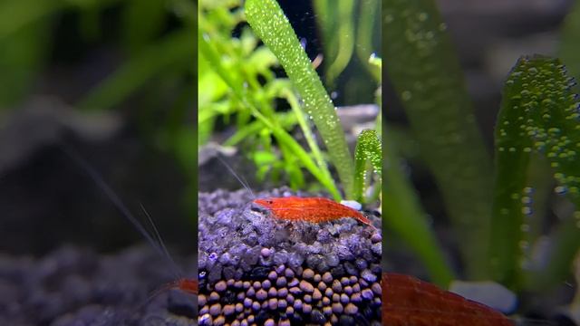 Пресноводные креветки видео на рутуб