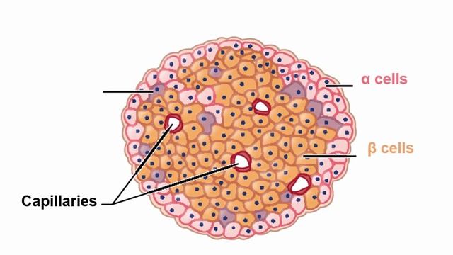 USMLE RX - 3.Эндокринная система - 1.Анатомия - 2.Типы эндокринных клеток поджелудочной железы