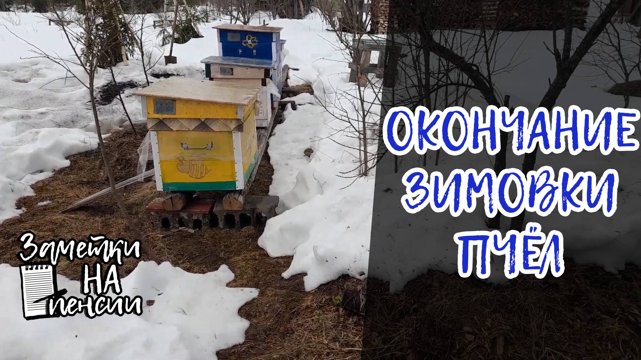 Окончание зимовки пчел, выставка ульев на улицу #пчёлы #пасека #деревня