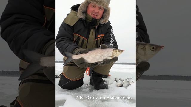 Пелядь. Поймай ЕЁ если СМОЖЕШЬ Полное видео на канале #пелядь #рыбалкавсибири #первыйлед #рыбалка