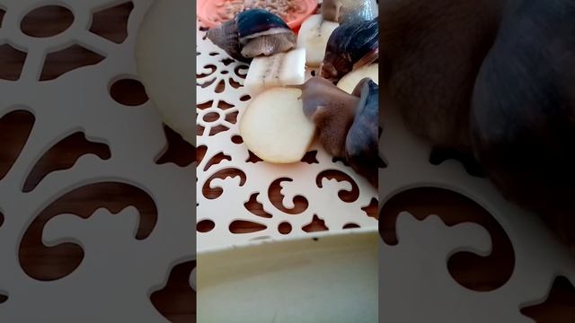 15 фактов об улитках Ахатинах