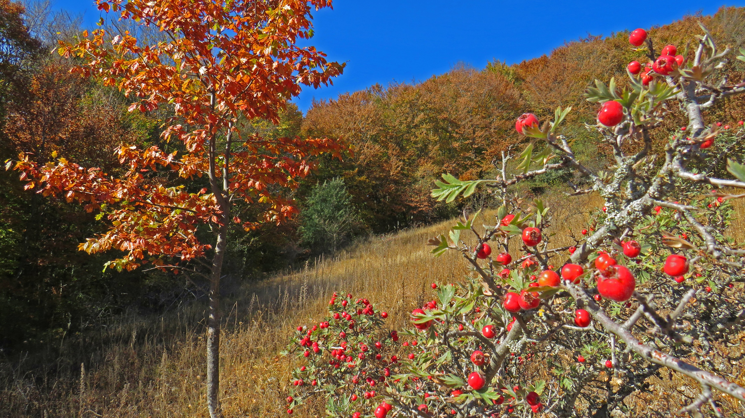 "ОСЕНЬ В КРЫМСКИХ ГОРАХ"... (Фото Полины Морозовой (Симферополь), музыка Кристины Буджиашвили)