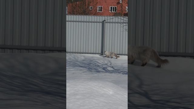 Лика, невская маскарадная кошка гуляет по снегу / питомник "Маскарадный вальс"