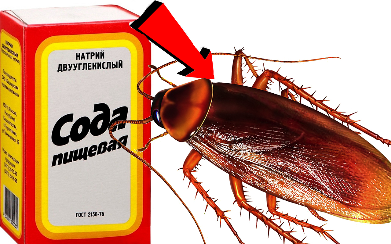 Как Быстро избавиться от тараканов За 3 Секунды!!!