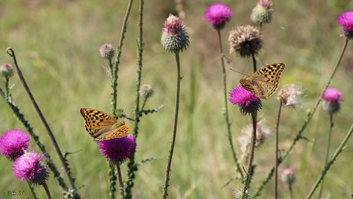 Красивые большие бабочки Пандоры. Горы Две сестры Ростовской области
