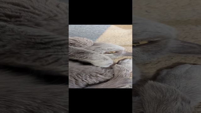 Серый комочек счастья ♥️