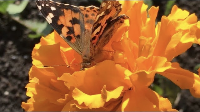 _И было много солнца!  Вспомним лето!