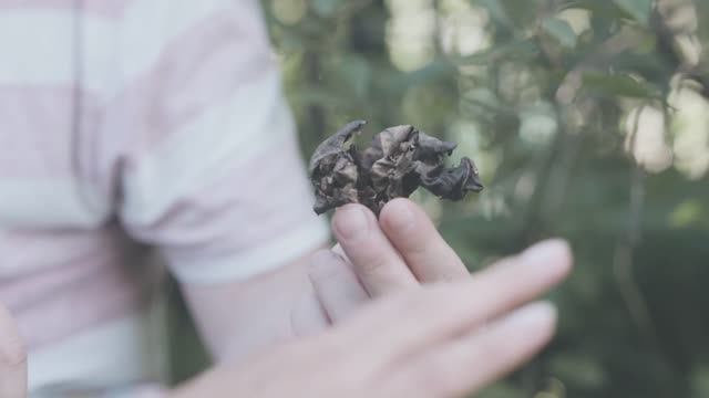 Зачем на дачном участке растут тысячелистник, бадан и "золотой корень"