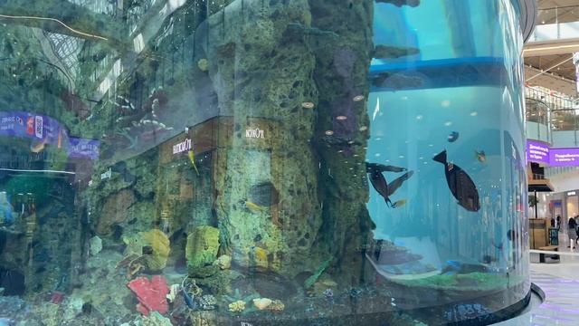 Релаксирующее видео - Аквариум в ТЦ "Авиапарк" в Москве... на это можно смотреть бесконечно)))
