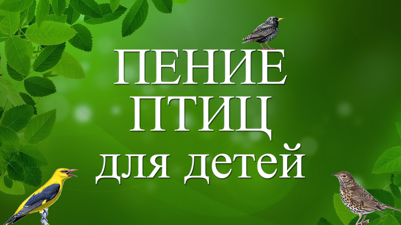 Пение птиц для детей