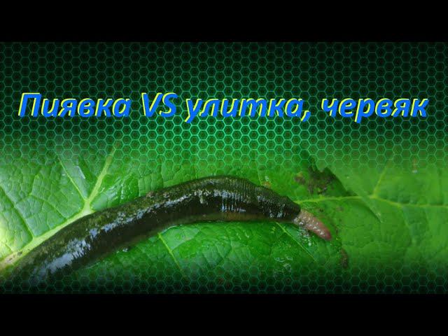 Шок! Пиявка высасывает улиток из раковины, а потом расправляется с червяком