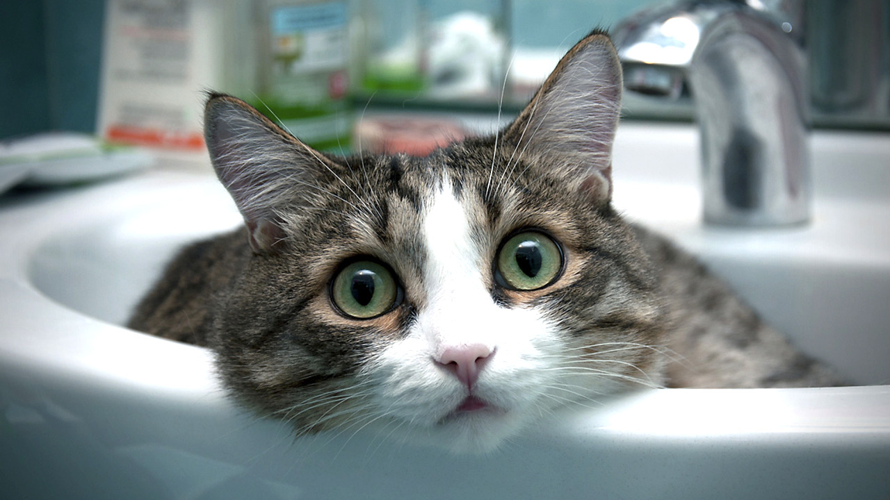 Самые смешные видео приколы с животными! Видео с котиками и собаками 2022 №15