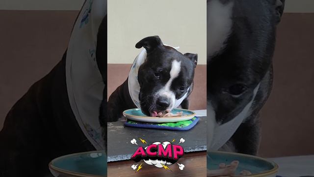 АСМР Перепелиные лапки! Вкусно 👂 #асмр #мукбанг #стаффбуль #еда #перепел #лапа #животные #собака