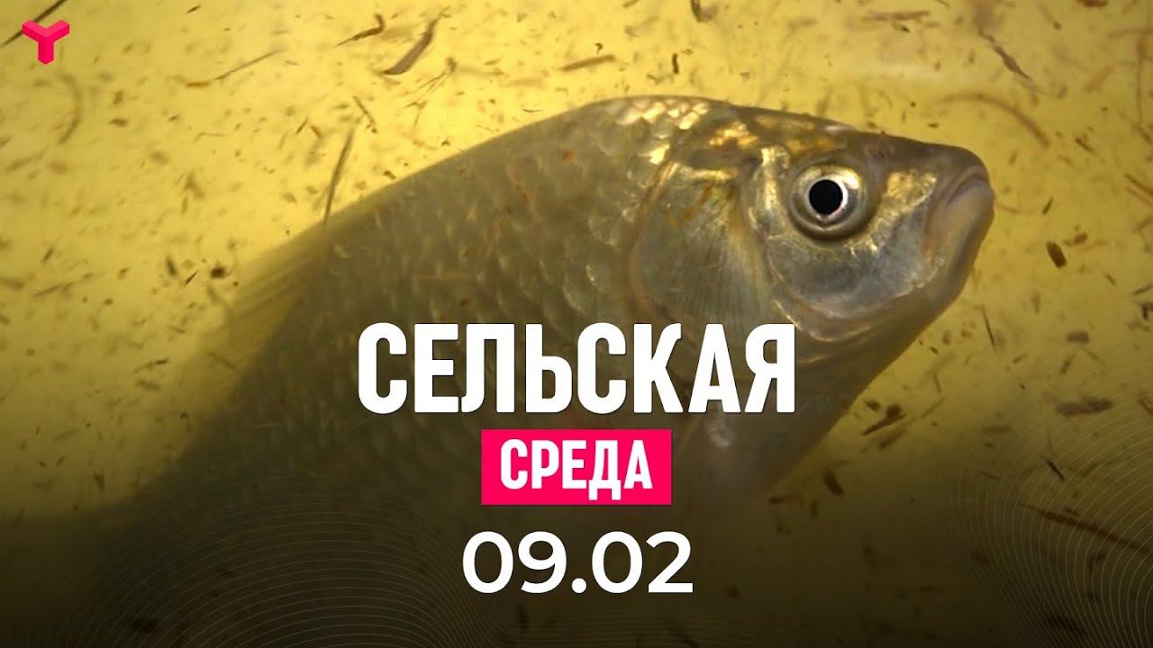 Сельская среда 9.02.2022