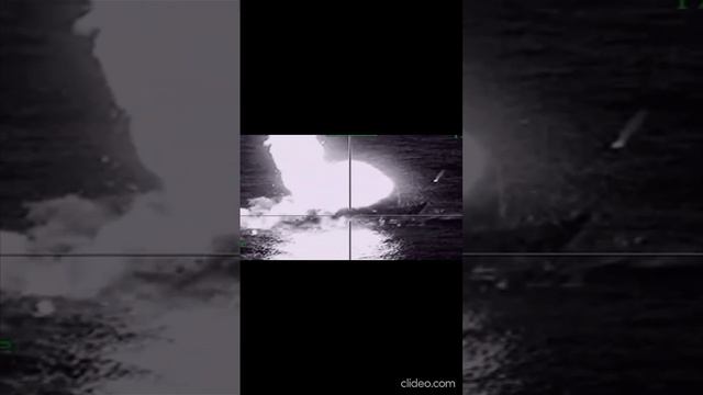 Кот  "торпеда 100/200"