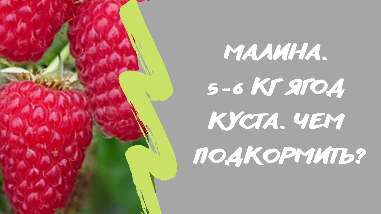 Малина. Какой сорт даёт 5-6 кг ягод с куста и чем подкормить?