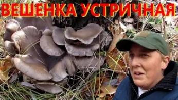 В поисках грибов или вешенка устричная