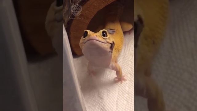 Милый геккончик
