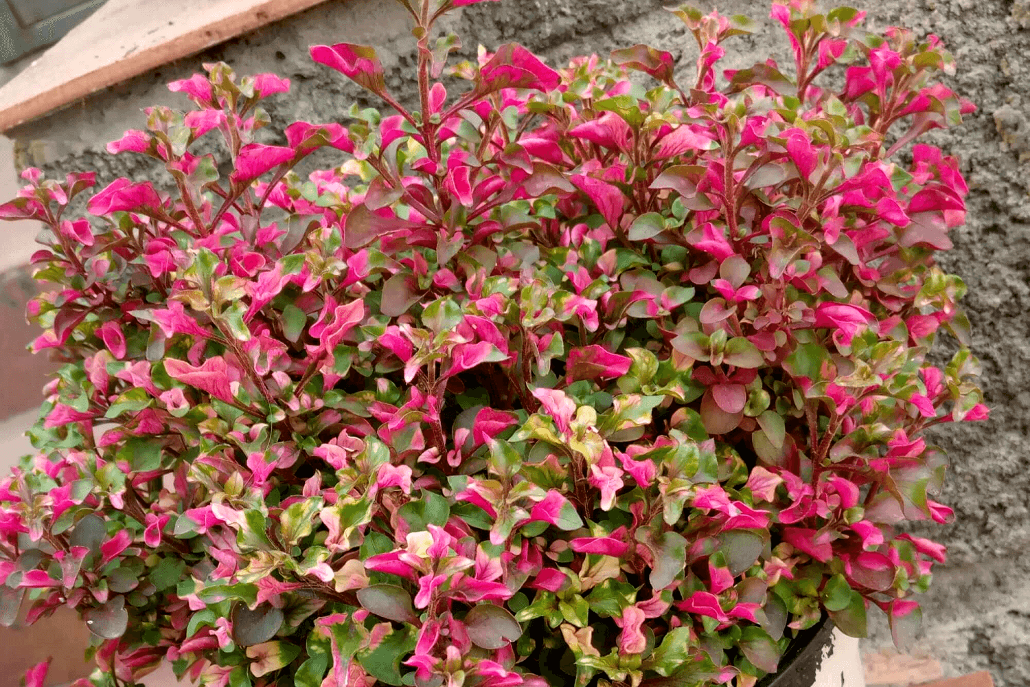 Альтернантера Беттцика (Alternanthera bettzickiana)