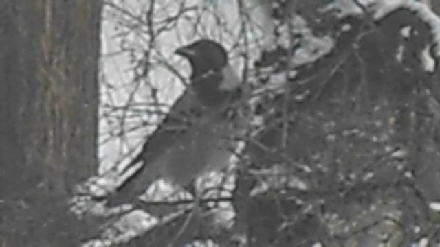 Ворона и голуби 54648588 DSCN5094