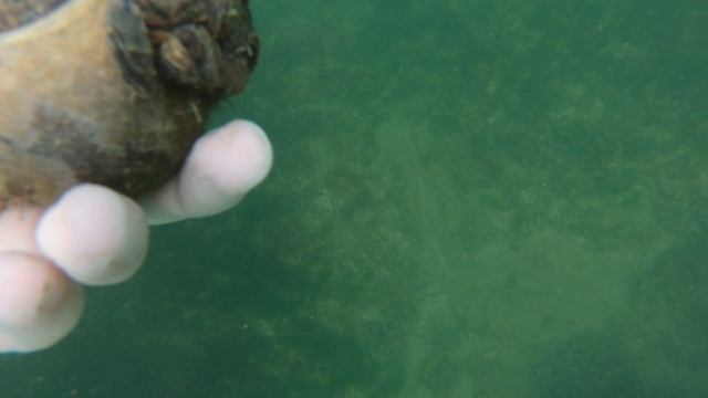 Съёмка под водой. Азовское море. Крым. Село Золотое