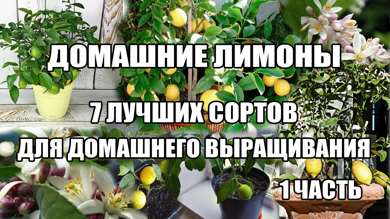 Домашний лимон.7 лучших сортов лимонов в домашних условиях.mp4