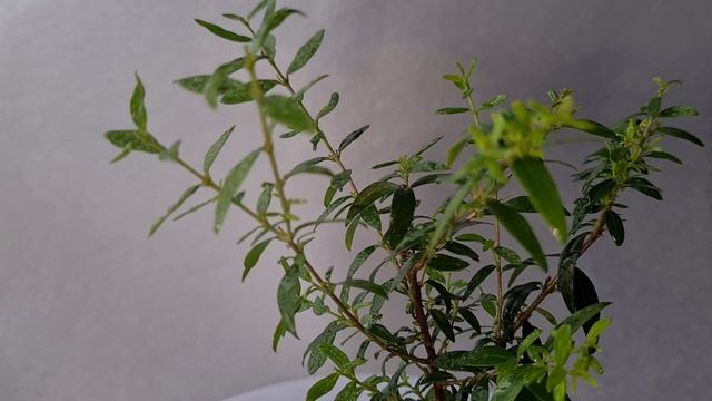 Мирт Розовеющий 3