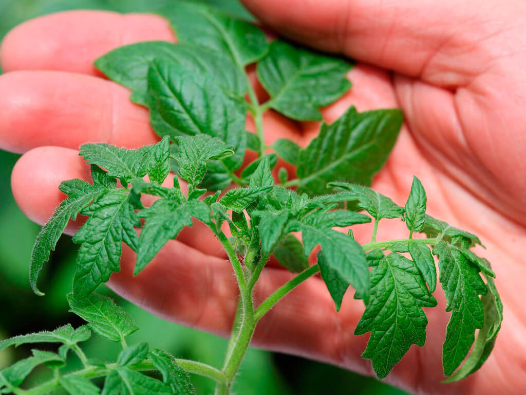 как прорастить семена в домашних условиях