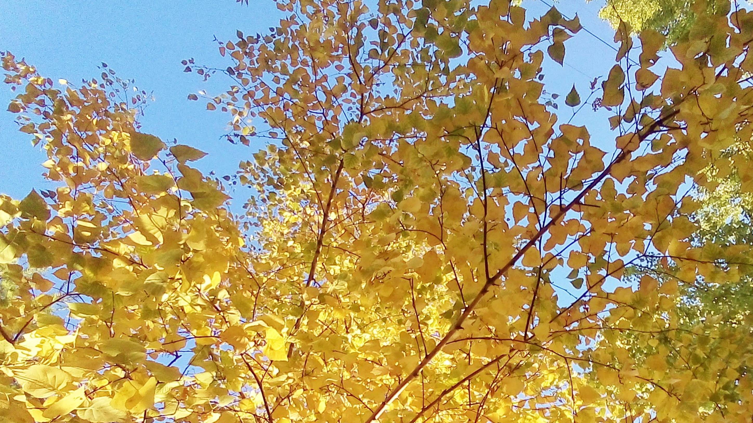 ЗОЛОТО БЕРЁЗ в ОСЕННЕМ СИБИРСКОМ ГОРОДЕ * БЕРЁЗЫ - ОДИН из СИМВОЛОВ России! А СИБИРЬ - тоже РОССИЯ!
