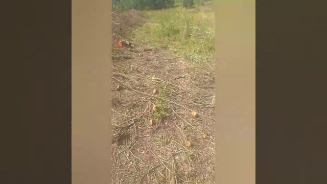 строительство пруда, взять в аренду 60 соток