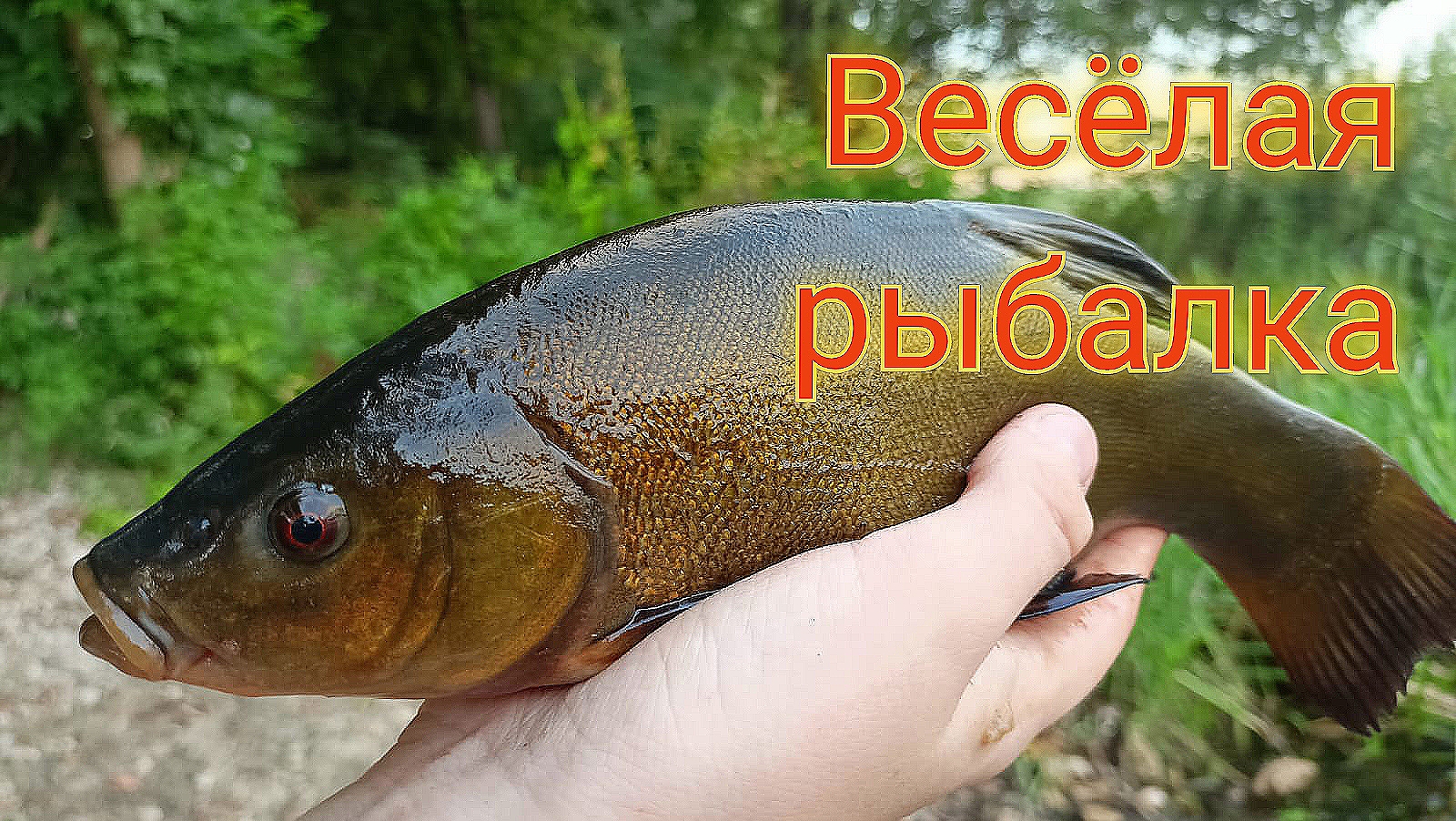 Липецкая рыбалка. Охота на линя.