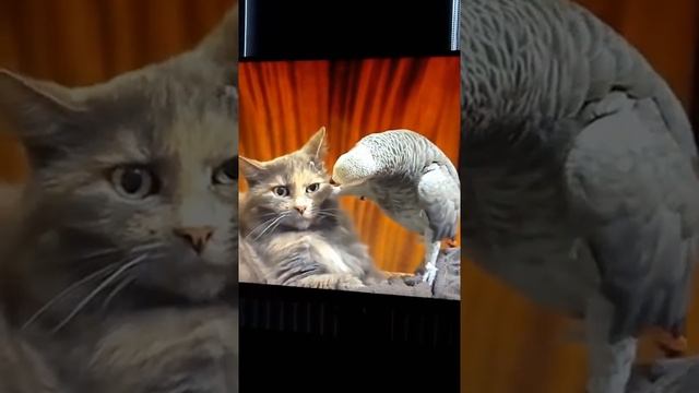 Попугай бэтмена