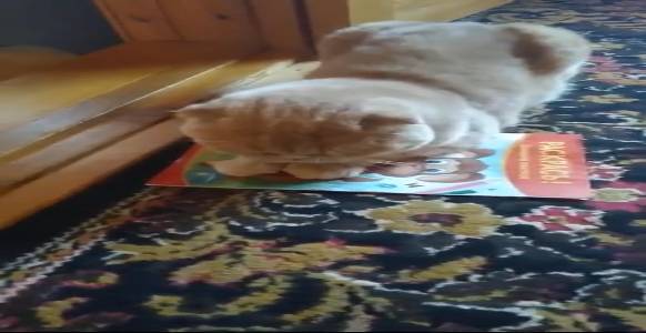 Кот и книжка